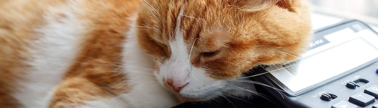 How a great veterinary receptionist can support your success - Vetsource