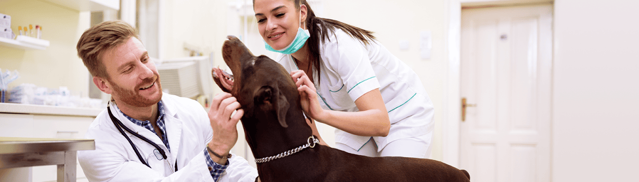 Revitalize Engagement With Veterinary Mentoring - Vetsource