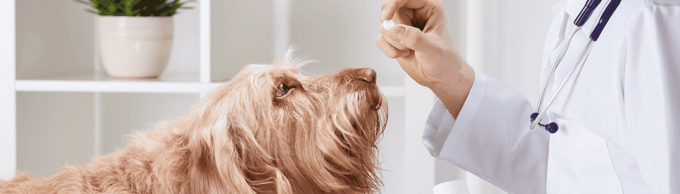 Watch These Veterinary Inventory Trends in 2020 - Vetsource