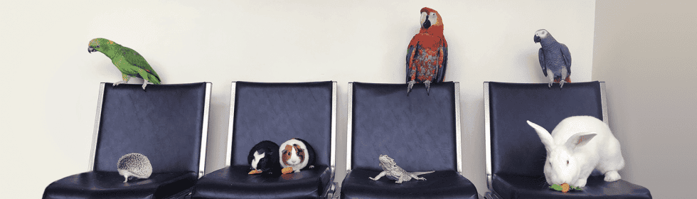 Consider Adding Exotic Pets to Your Practice - Vetsource