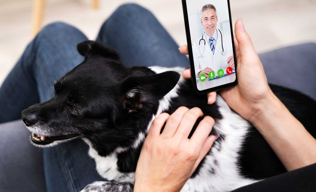 How to Win With Veterinary Telemedicine - Vetsource