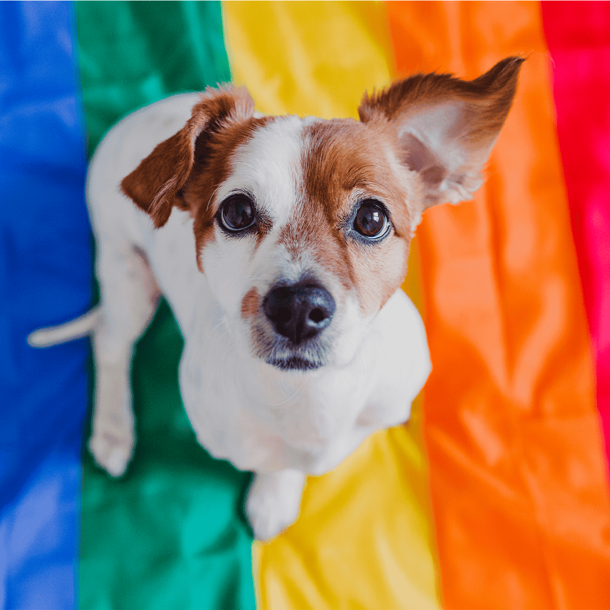 Celebrate PRIDE at your veterinary practice - Vetsource