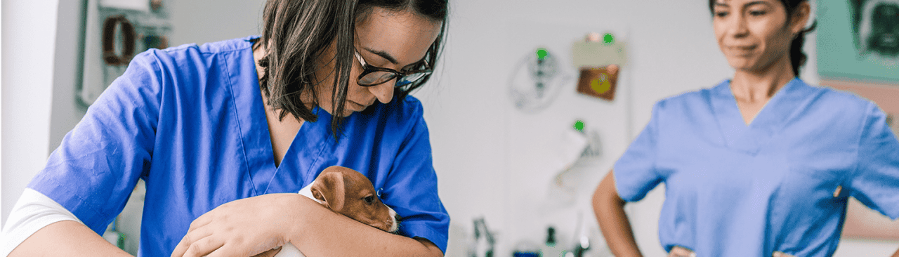 5 Meaningful Ways To Celebrate Vet Tech Week - Vetsource