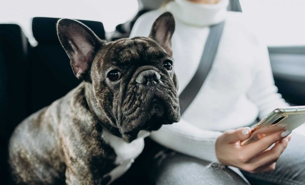 Streamline Your Vet Practice's Curbside Services - Vetsource