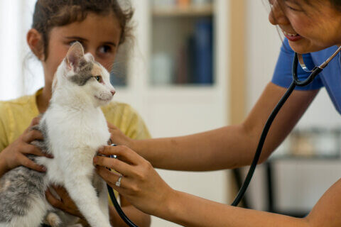 How to Take Your Veterinary Practice to the Next Level - Vetsource