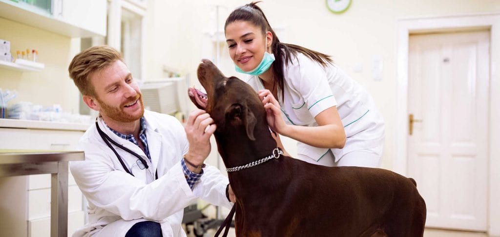 How to Win With Veterinary Telemedicine - Vetsource