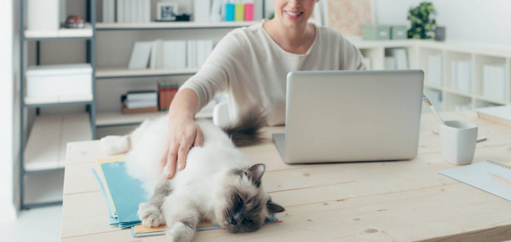 11 Tips for Veterinary Professionals Working at Home - Vetsource
