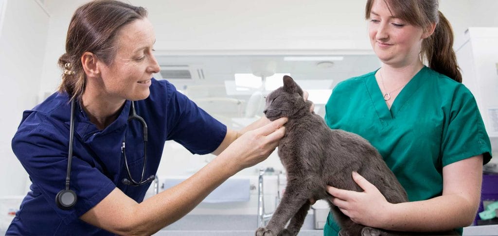 Streamline Your Veterinary Practice's Technology - Vetsource