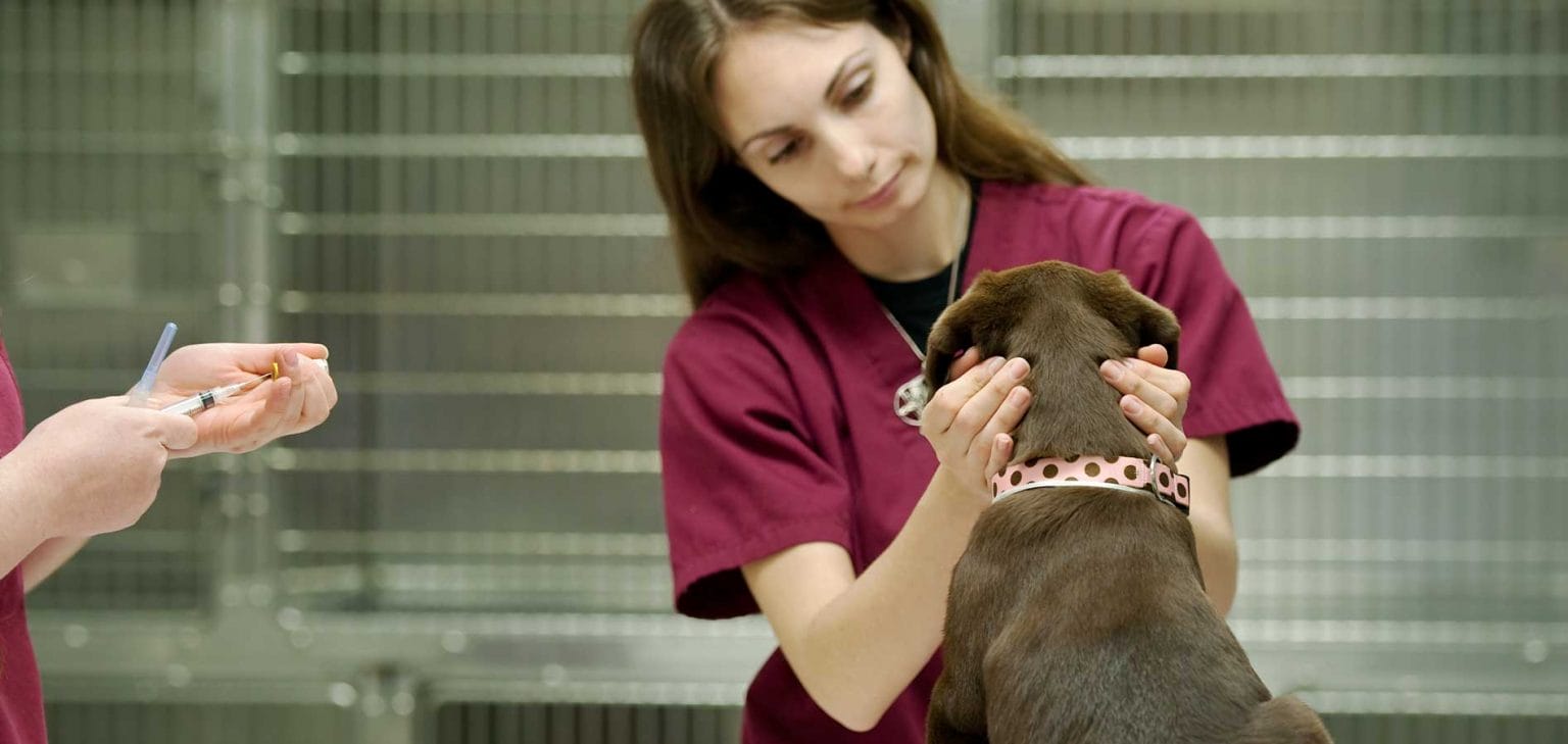 How to streamline your veterinary practice inventory - Vetsource