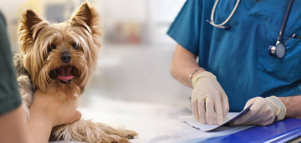 Build a Successful Veterinary Loyalty Program | Vetsource
