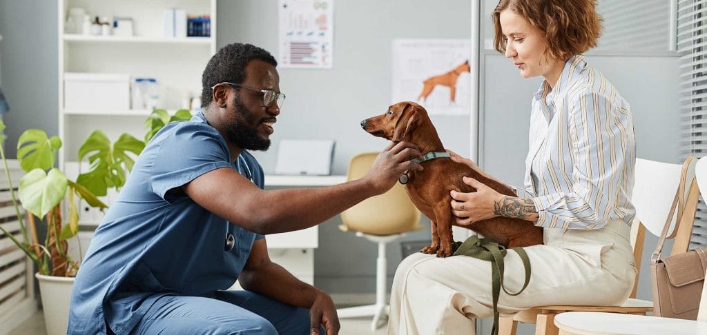 Why Client Feedback Matters to Veterinary Practices - Vetsource