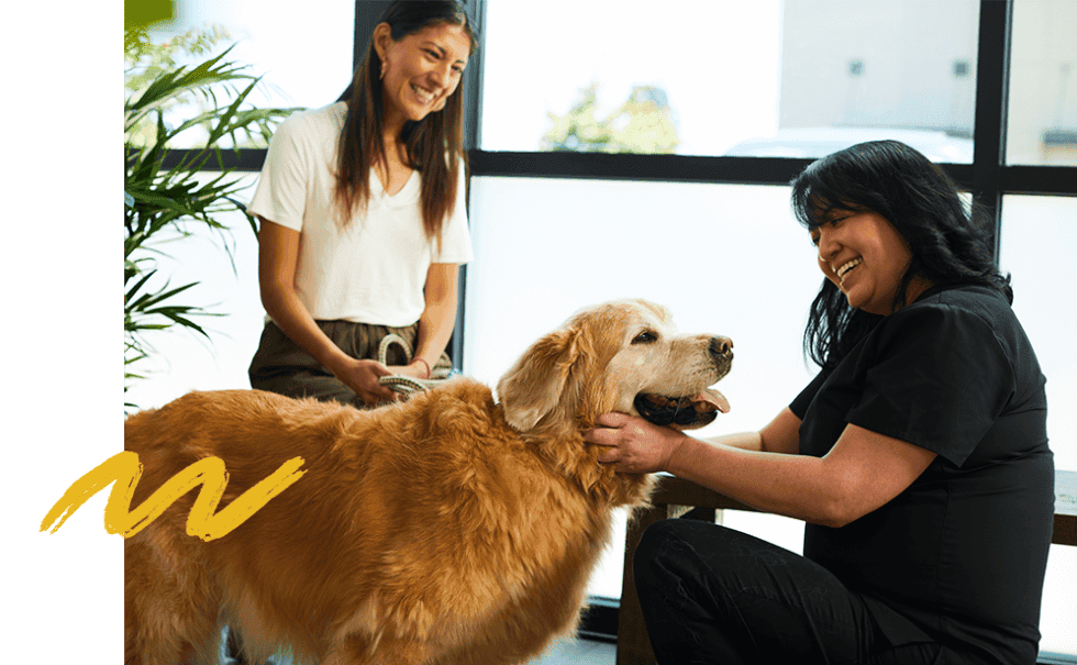 A Brighter Future For Pet Healthcare | Vetsource