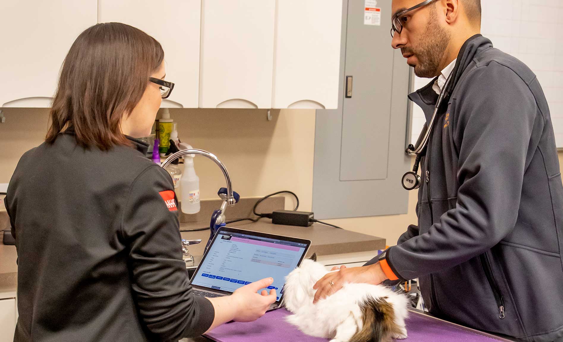 How Feedback Can Change Your Veterinary Practice | Vetsource