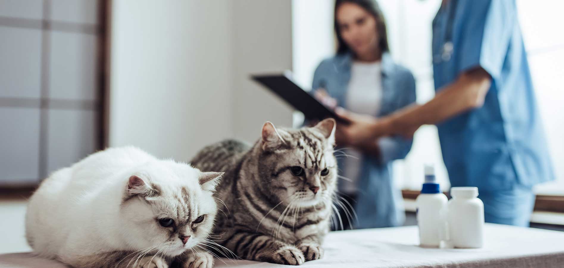 Your Veterinary Practice Needs a Chief Culture Officer | Vetsource