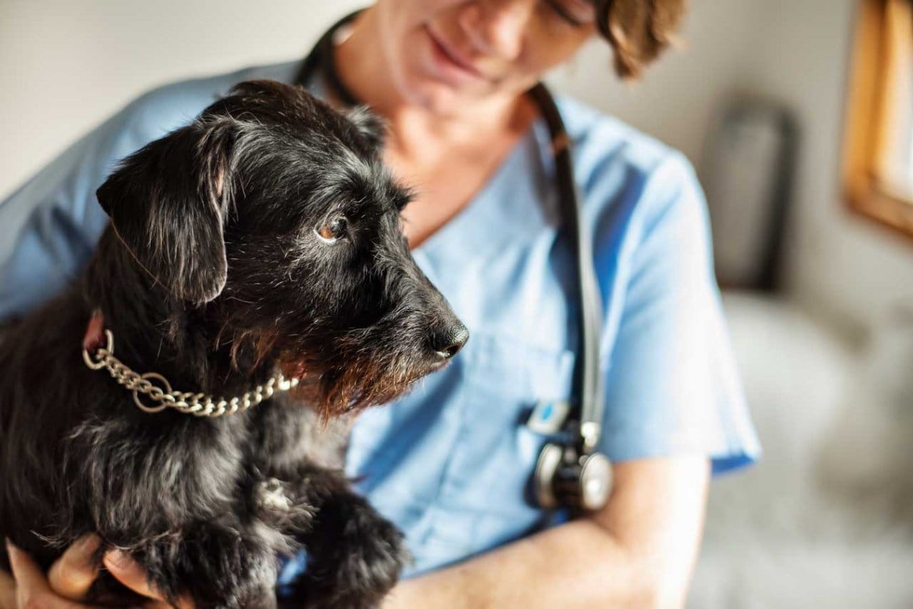 Request Info About Our Pet Healthcare Solutions - Vetsource