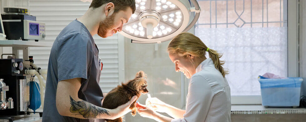 How To Create A Great Work Culture In Your Veterinary Practice