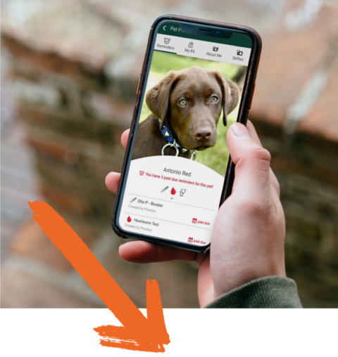 Increase revenue and client engagement with Vet2Pet - Vetsource